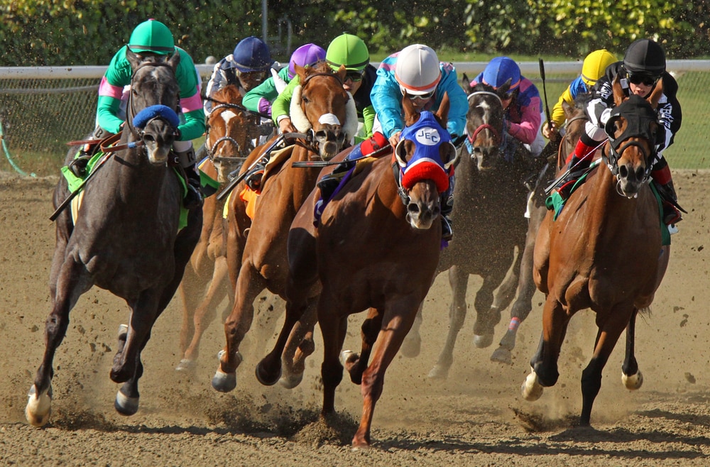 Contact Us - Horse Racing Inquiries | E-Ponies